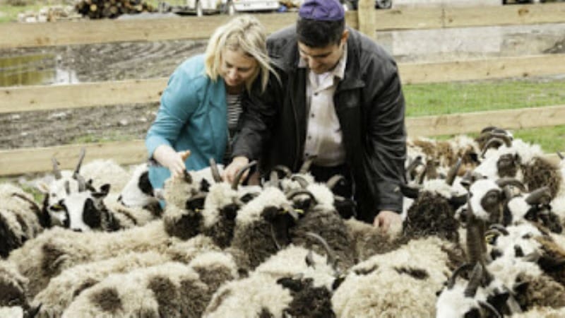 Histórico regreso bíblico a Israel de los rebaños del patriarca Jacob